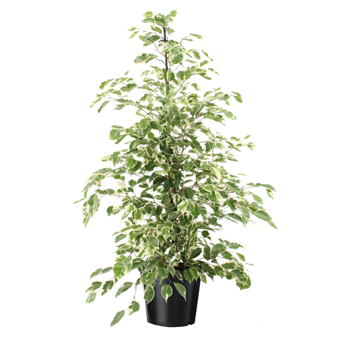 Plant in a Box - Ficus Benjamina Twilight - Vera pianta da appartamento ...