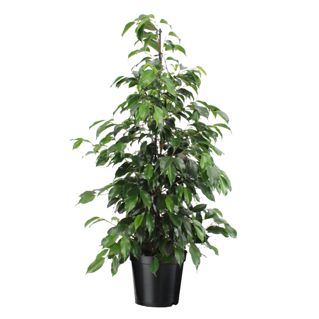 Plant in a Box - Ficus benjamina Danielle - Vera pianta da appartamento ...