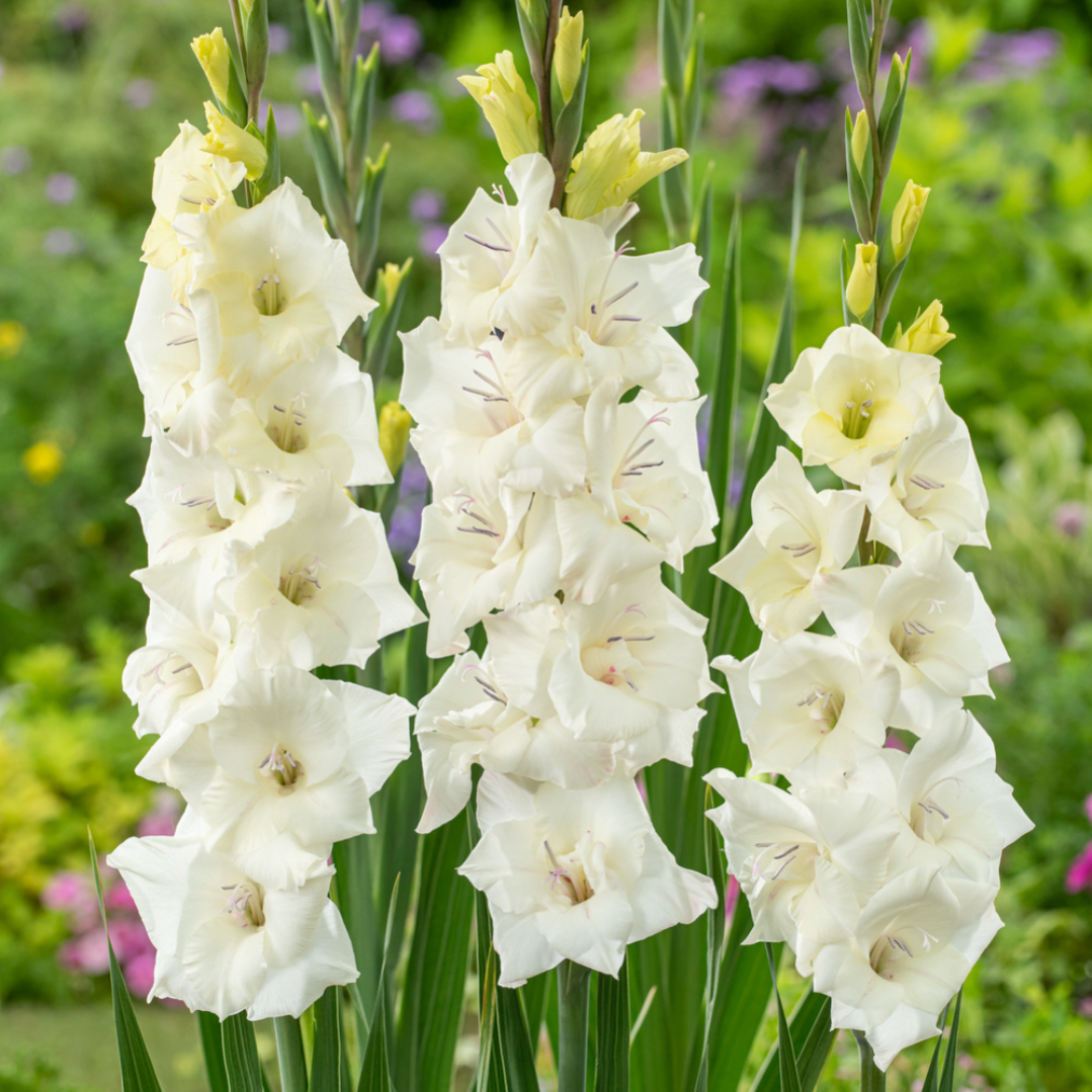 Gladiolus Glamini Amber Mini Gladiolus - Juego de 21 - Flores de jardín ...
