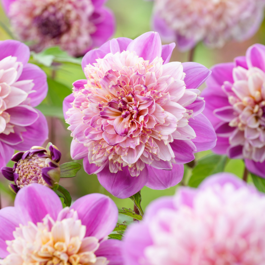 Dahlia 'Take Off' - Juego de 3 - Tubérculos de Dalia - Rosa/Púrpura ...