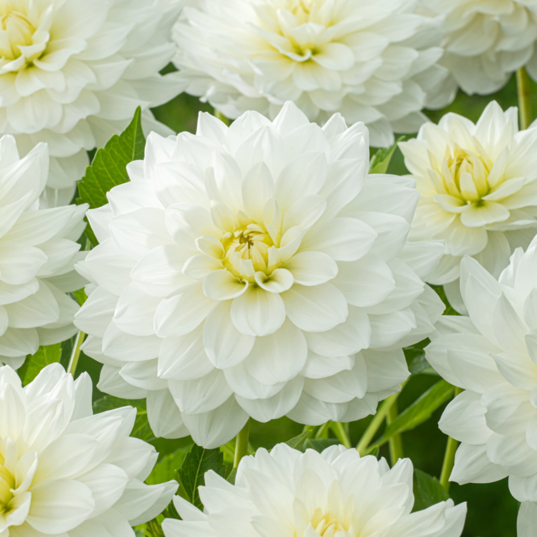 Dahlia 'White Perfection' - Juego de 3 - Tubérculos de Dalia - Blanco ...