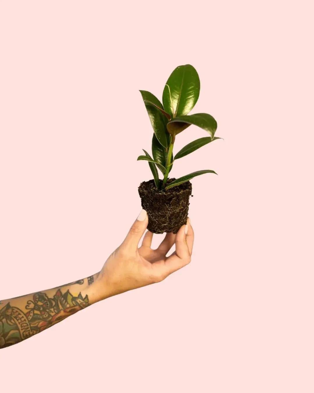 Bebé Ficus Elástica Melany | Leroy Merlin