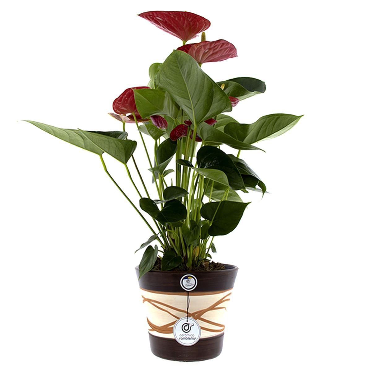 CERÁMIQUE RAMBLEÑA | Pot de fleur xxl | pot de fleur interieur | Pot de ...