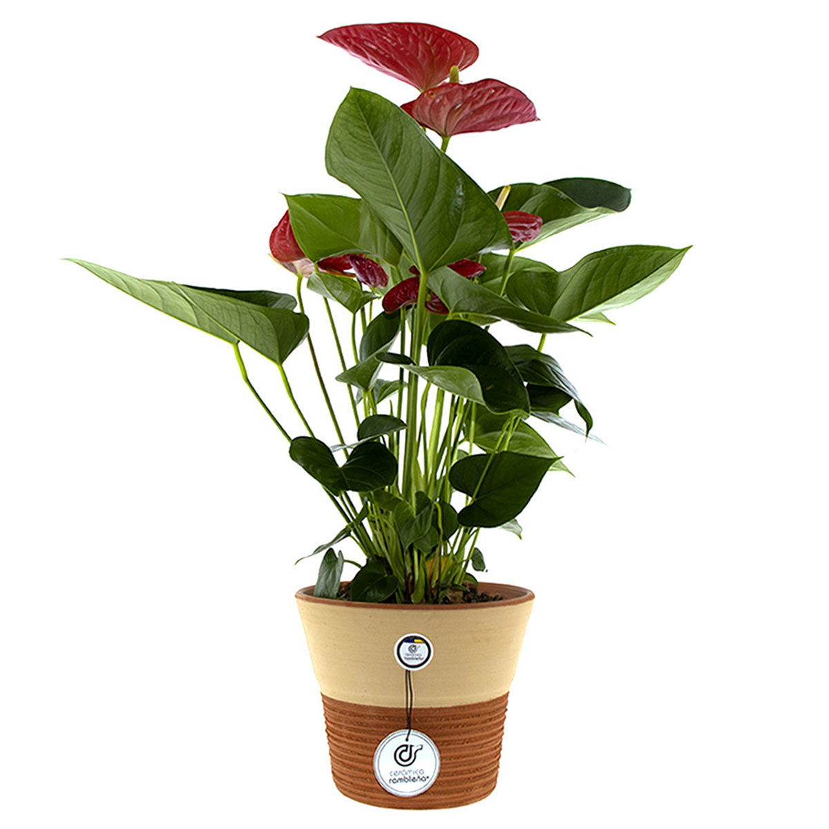 CERÁMICA RAMBLEÑA | Maceta Grande | Maceta Original | Maceta Exterior | Maceta de barro Modelo ...