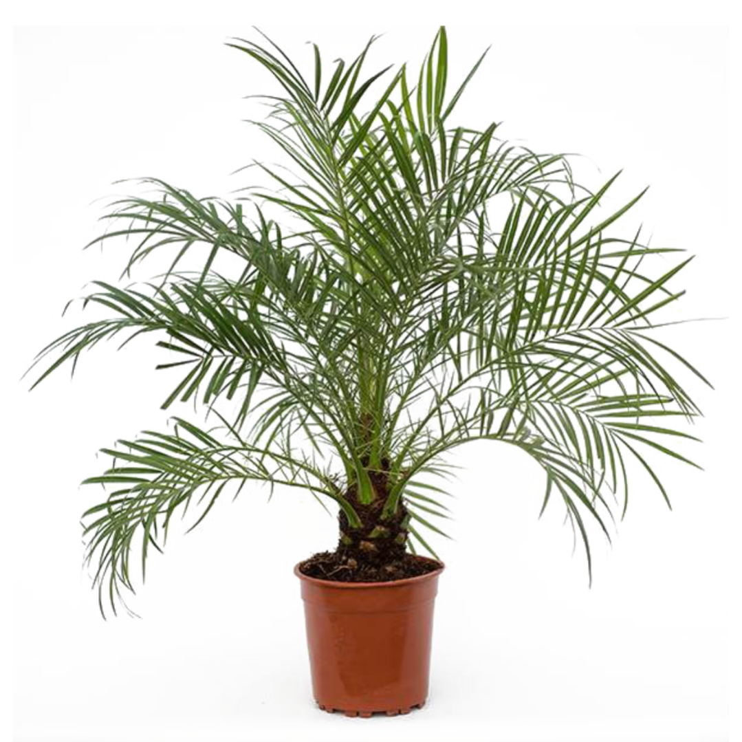 Phoenix roebelenii - Palmera datilera enana - Maceta 21cm - Altura 80 ...