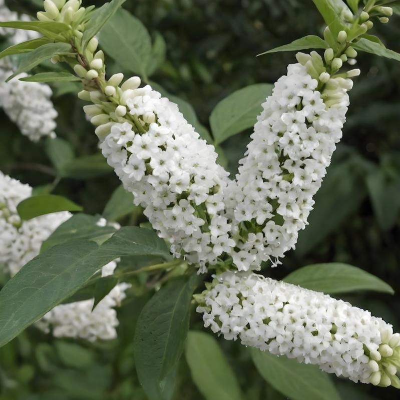 BUDDLEJA Davidii BUZZ IVORY Bianca ALBERO DELLE FARFALLE h30cm FOTO ...