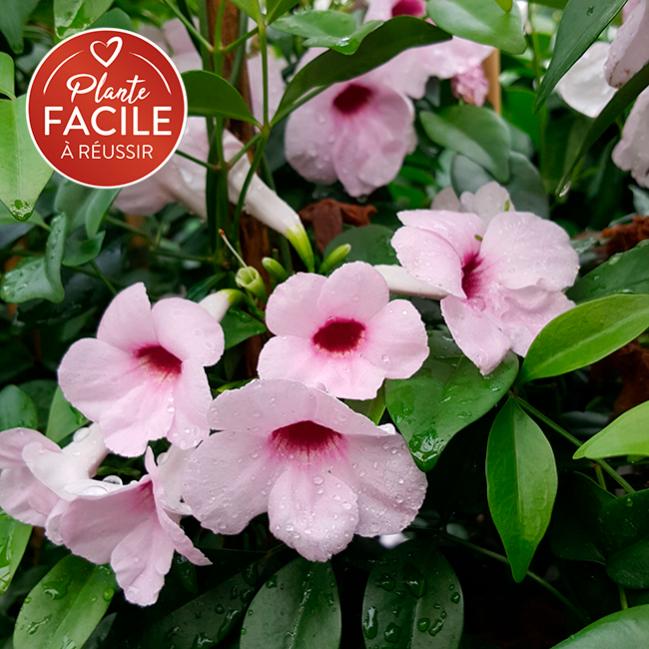 Bignone faux-jasmin - pandorea jasminoides 3L | Leroy Merlin