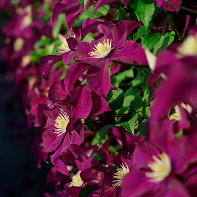 Clématite 'Warszawska Nike' - clematis 3L | Leroy Merlin