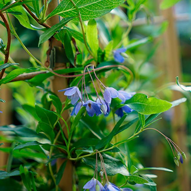 Sollya heterophylla - Billardiera heterophylla 3L | Leroy Merlin