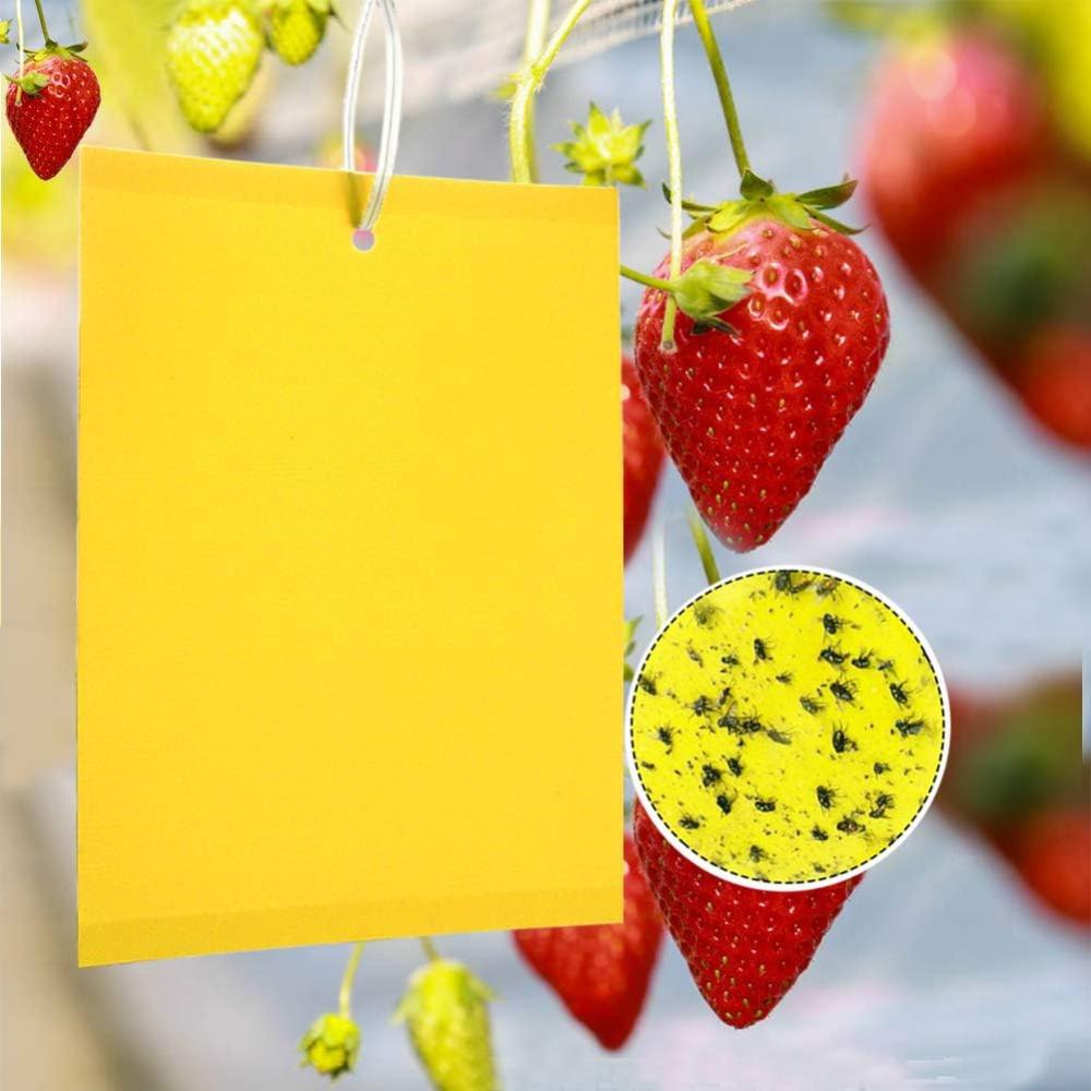 Trappole per insetti, 40 fogli di carta adesiva fronte-retro, pezzi di ...