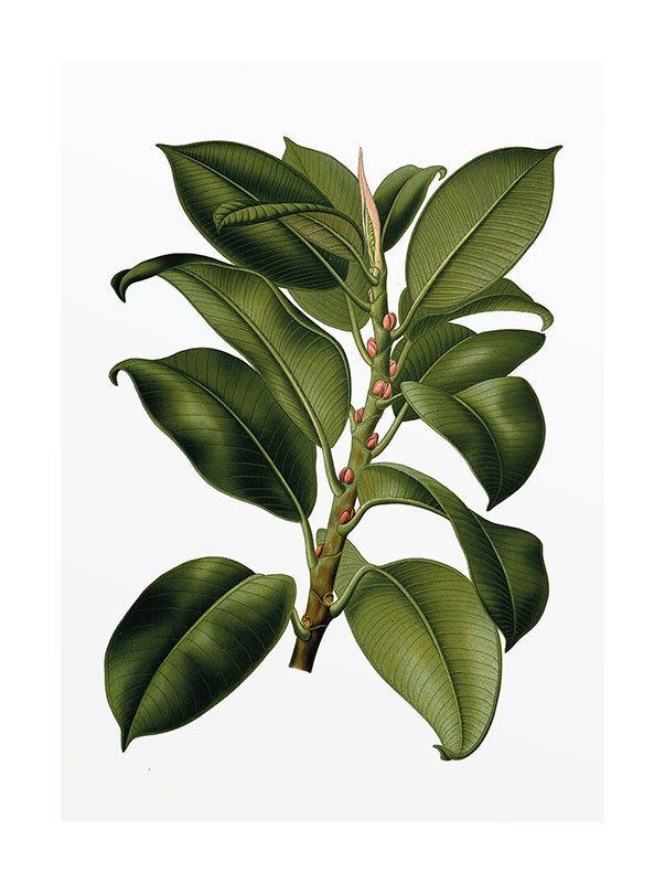 Affiche Elastica Tree, vert KOMAR l.30 x H.40 cm | Leroy Merlin