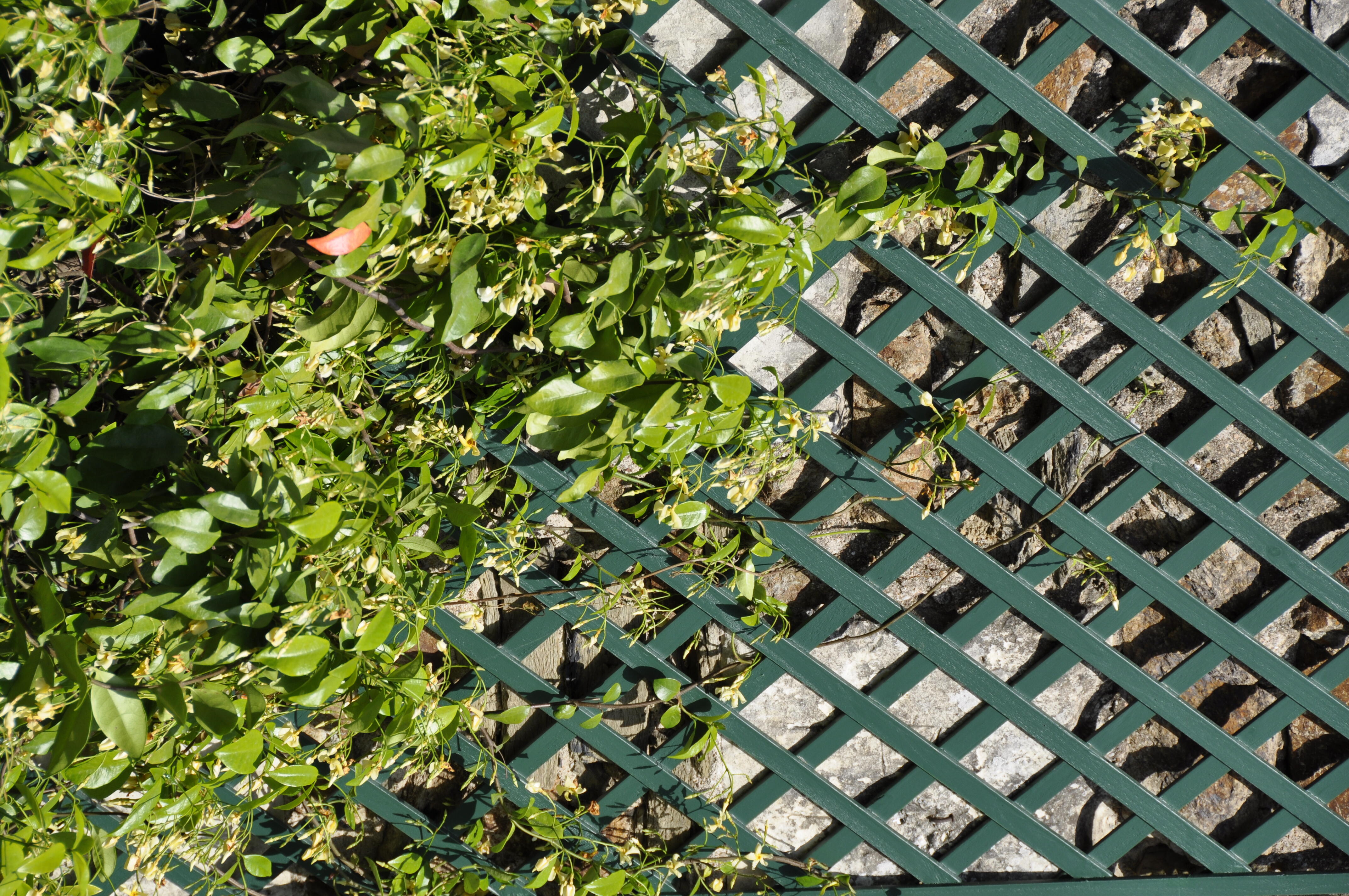 Panneau treillis 6 cm bois ajouré Losange, l.100 x H.197 cm, vert ...