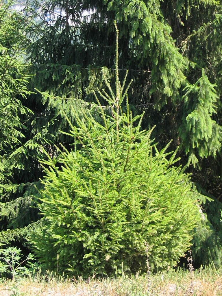 Sapin naturel Epicéa Extra coupé H.150/175 cm + bûche | Leroy Merlin