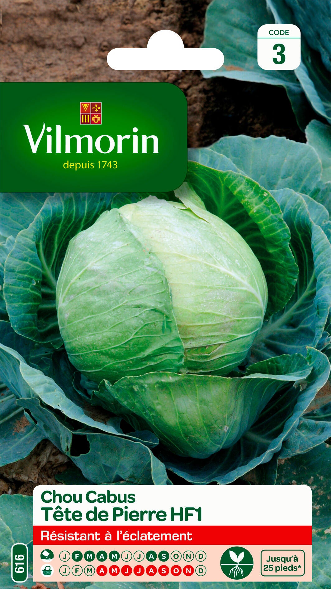 Chou cabus tête de pierre, hybride f1 VILMORIN 0.8 g | Leroy Merlin