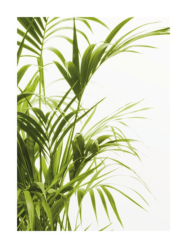 Affiche Reed Leaves, vert KOMAR l.30 x H.40 cm | Leroy Merlin