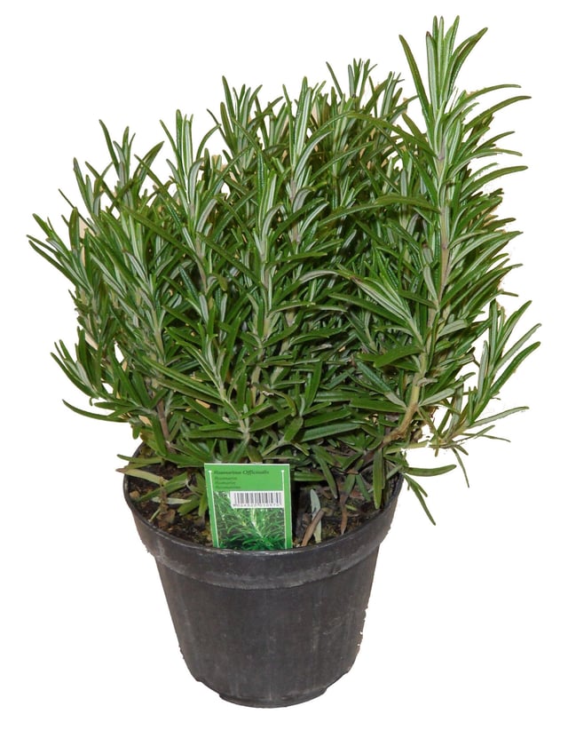 Plantes extérieur au meilleur prix | Leroy Merlin