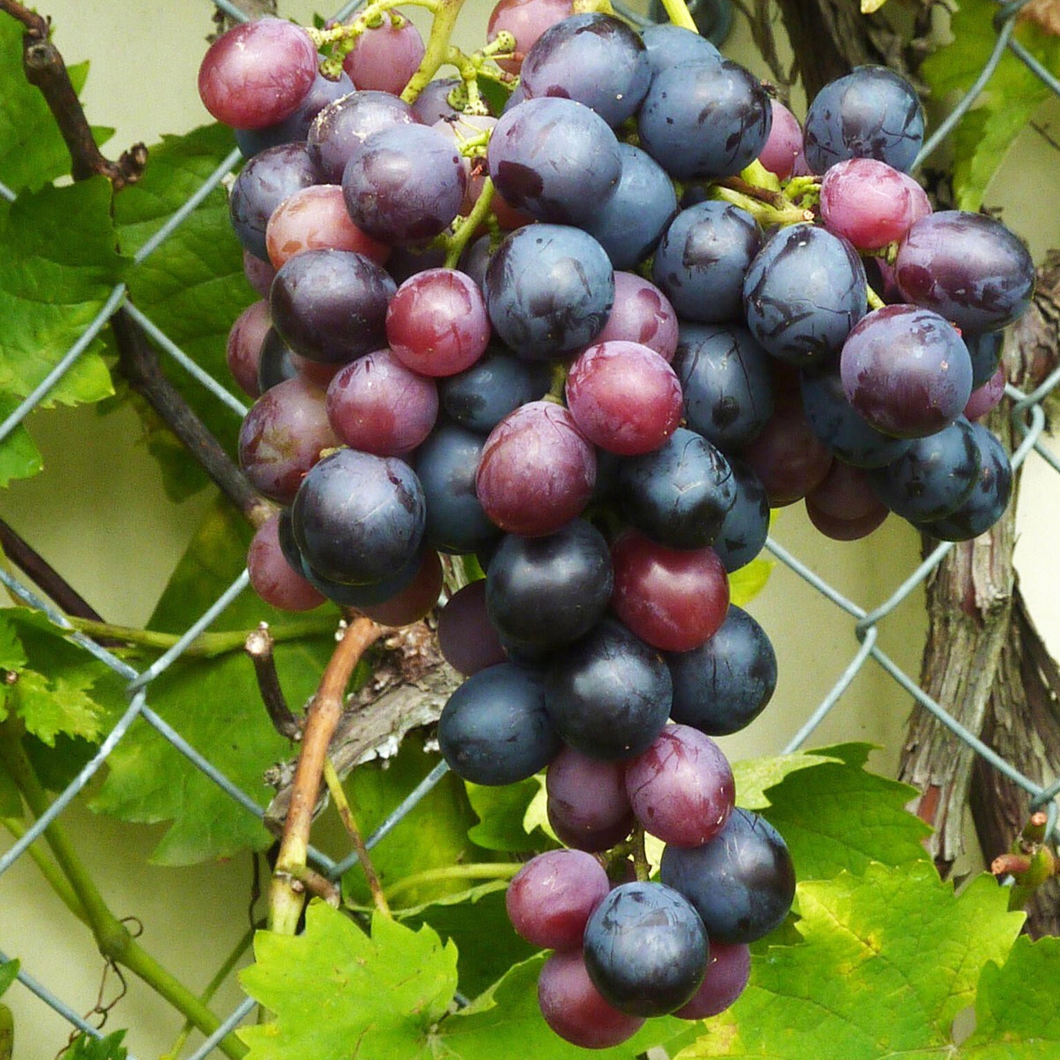 Vitis muscat de hambourg, 3 l, H.95 cm | Leroy Merlin