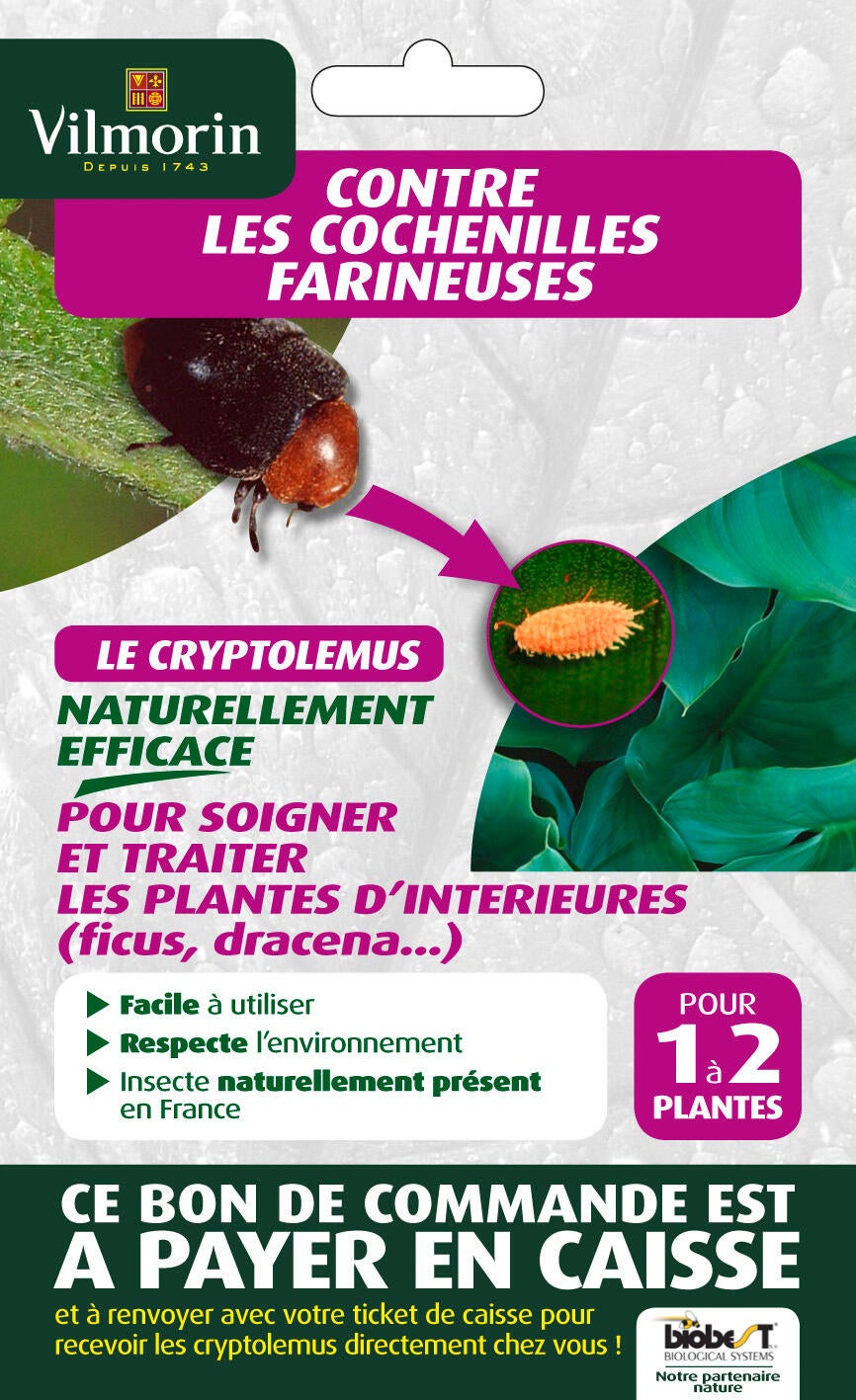 Cartonette Cryptomelus VILMORIN | Leroy Merlin