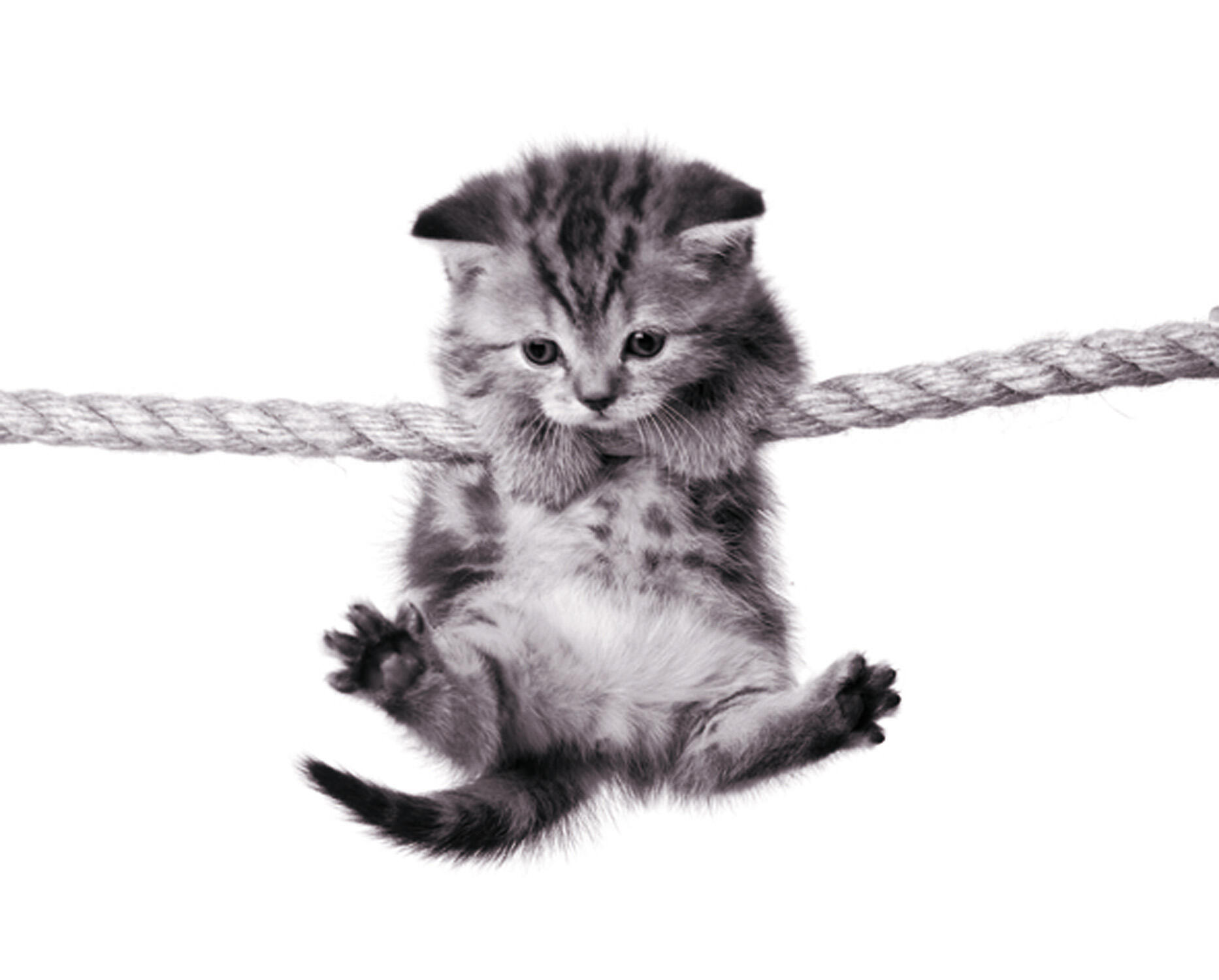 Affiche Chat oups!, noir & blanc l.30 x H.24 cm | Leroy Merlin