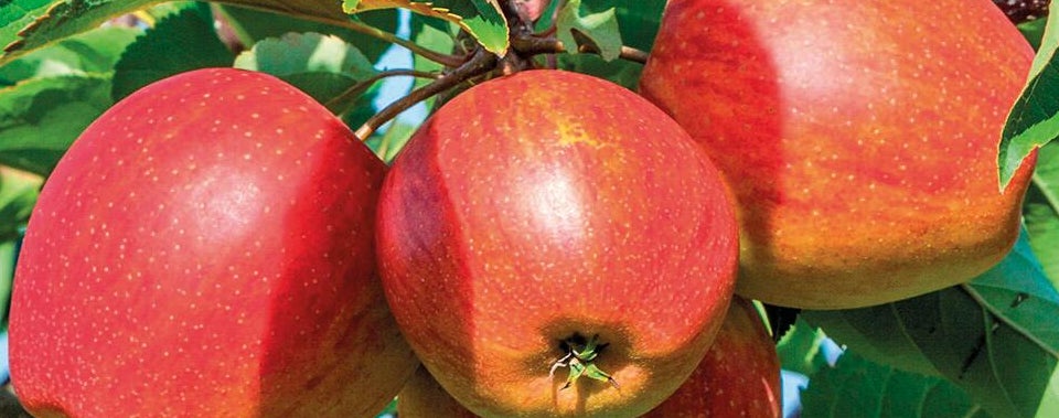 Potatura del melo: come e quando farla | Leroy Merlin