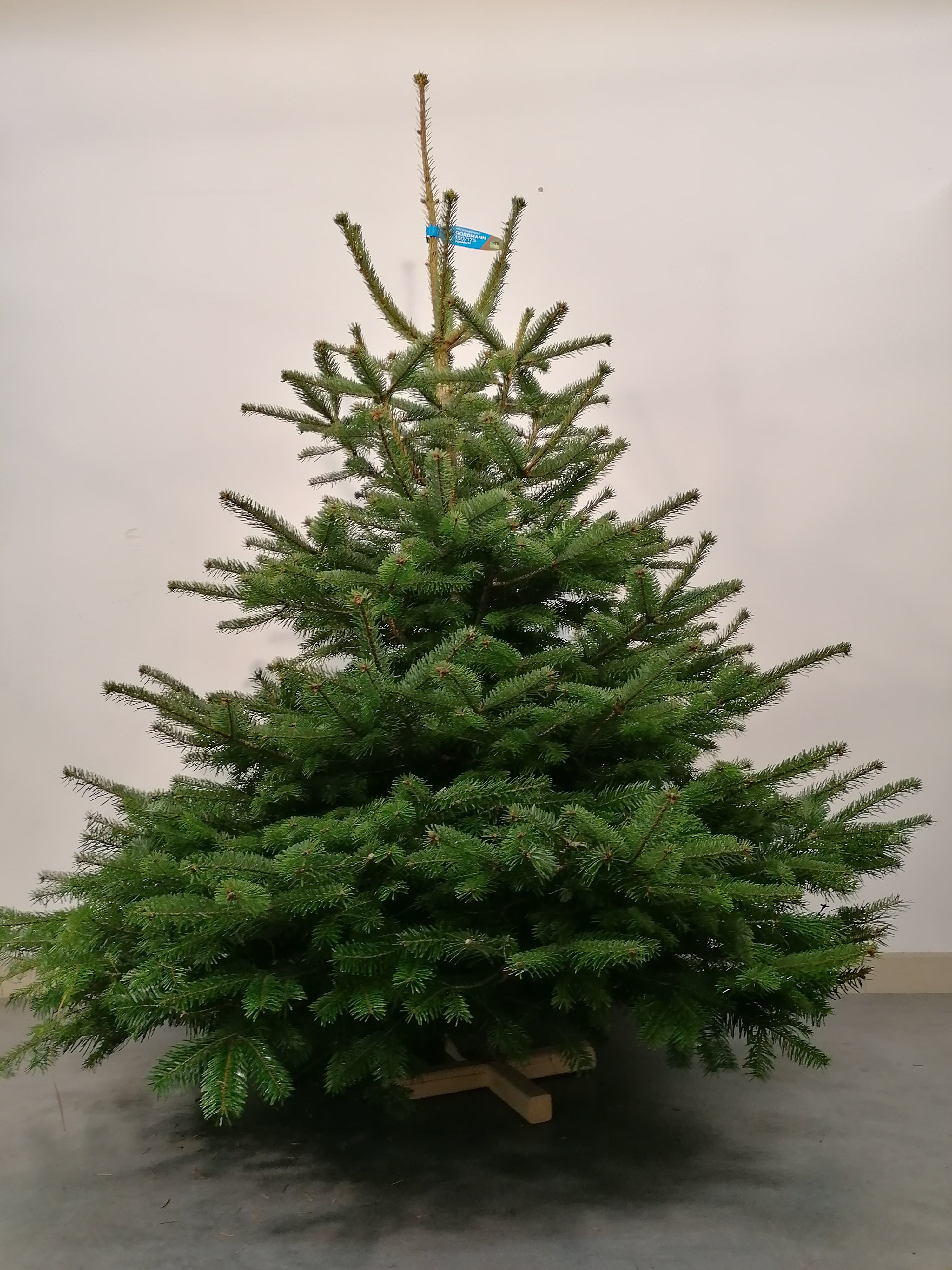 Sapin Nordmann Premium coupé H.225/250 cm SANS PIED | Leroy Merlin