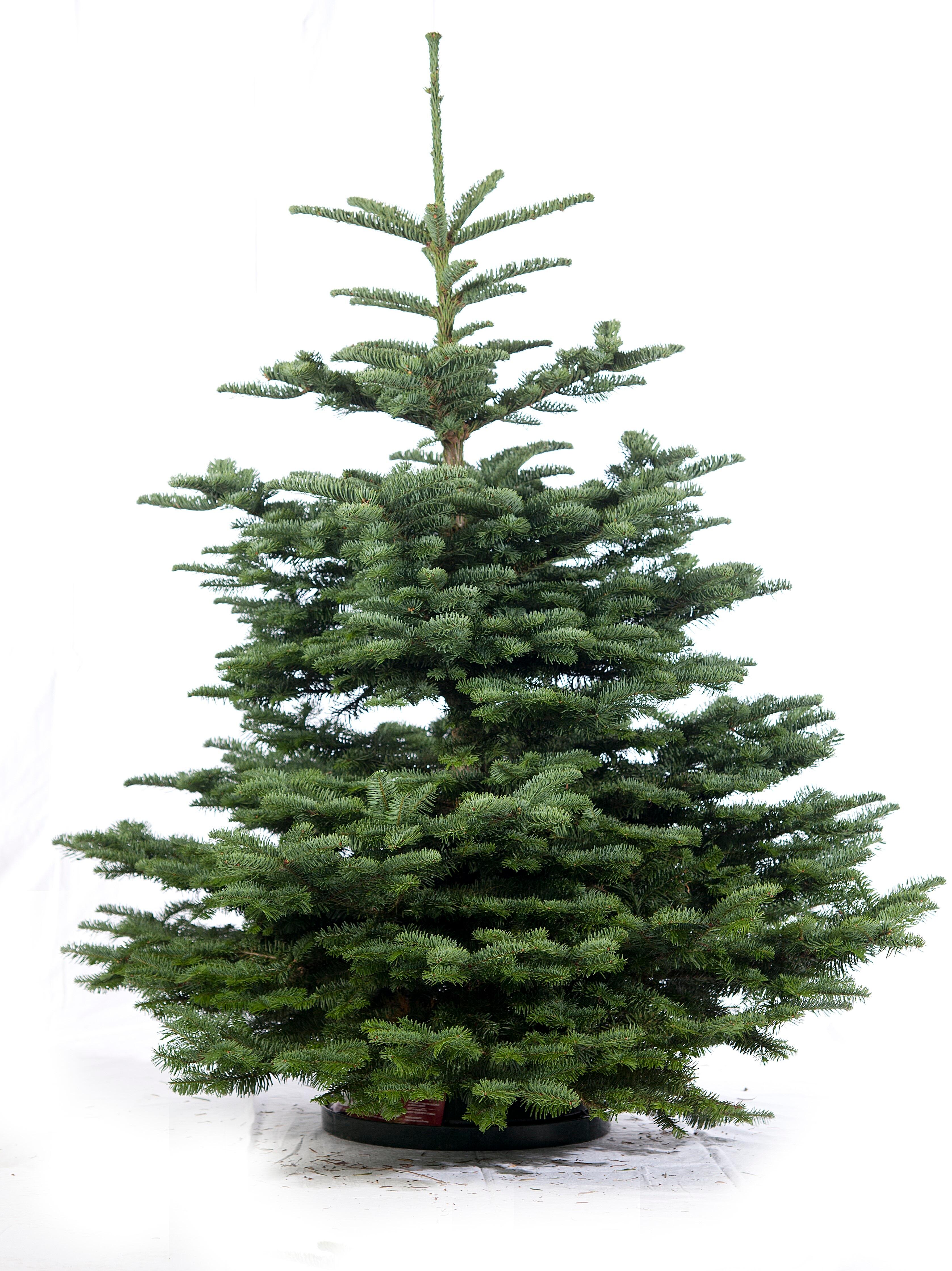 Sapin naturel Nobilis coupé H.125/150 cm, pied percé | Leroy Merlin