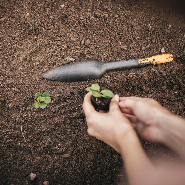 Comment faire ses semis au potager ? | Leroy Merlin