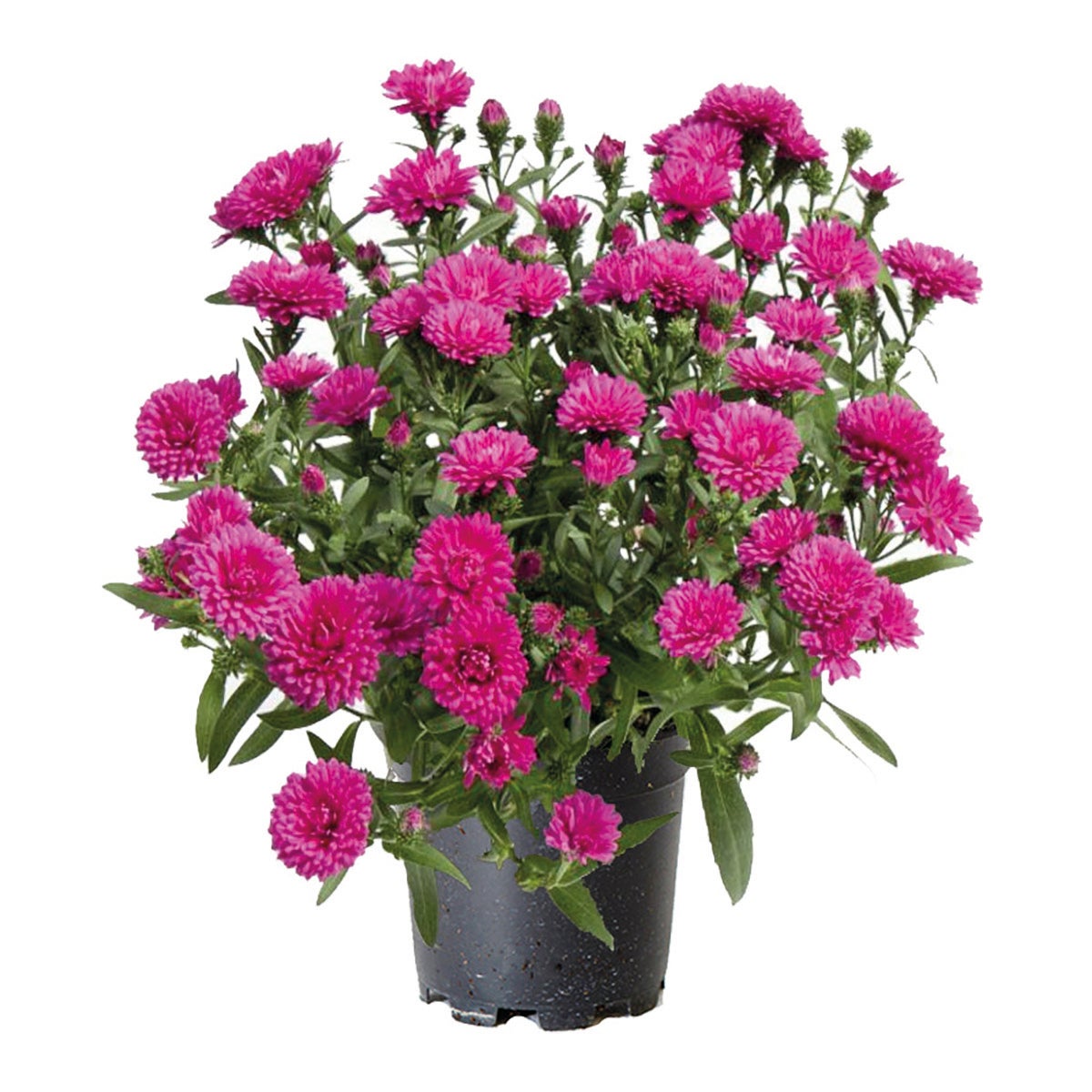 Pianta fiorita aster esposizione semi-ombra/sole Ø vaso 14 cm | Leroy Merlin