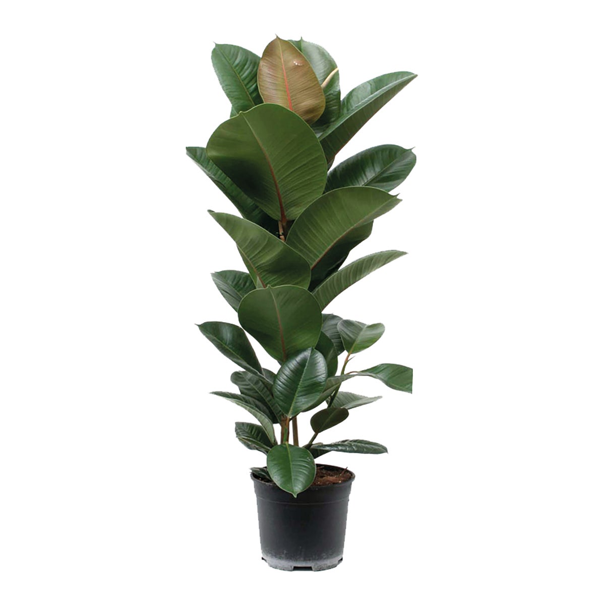 Pianta da interno £1FICUS ROBUSTA V.17 | Leroy Merlin