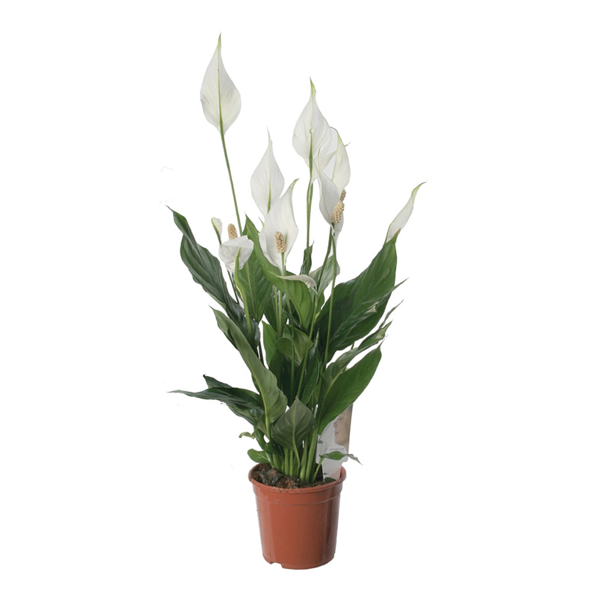 Pianta da interno £1SPATHIPHILLUM V.17 | Leroy Merlin