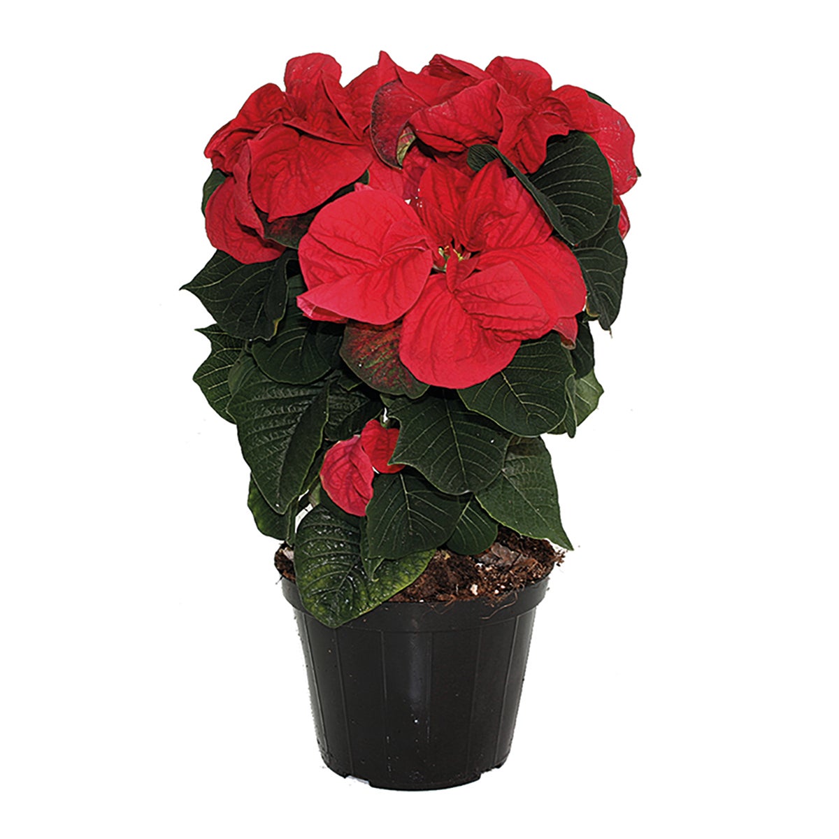 Pianta da interno £1WINTER ROSE V.12 | Leroy Merlin