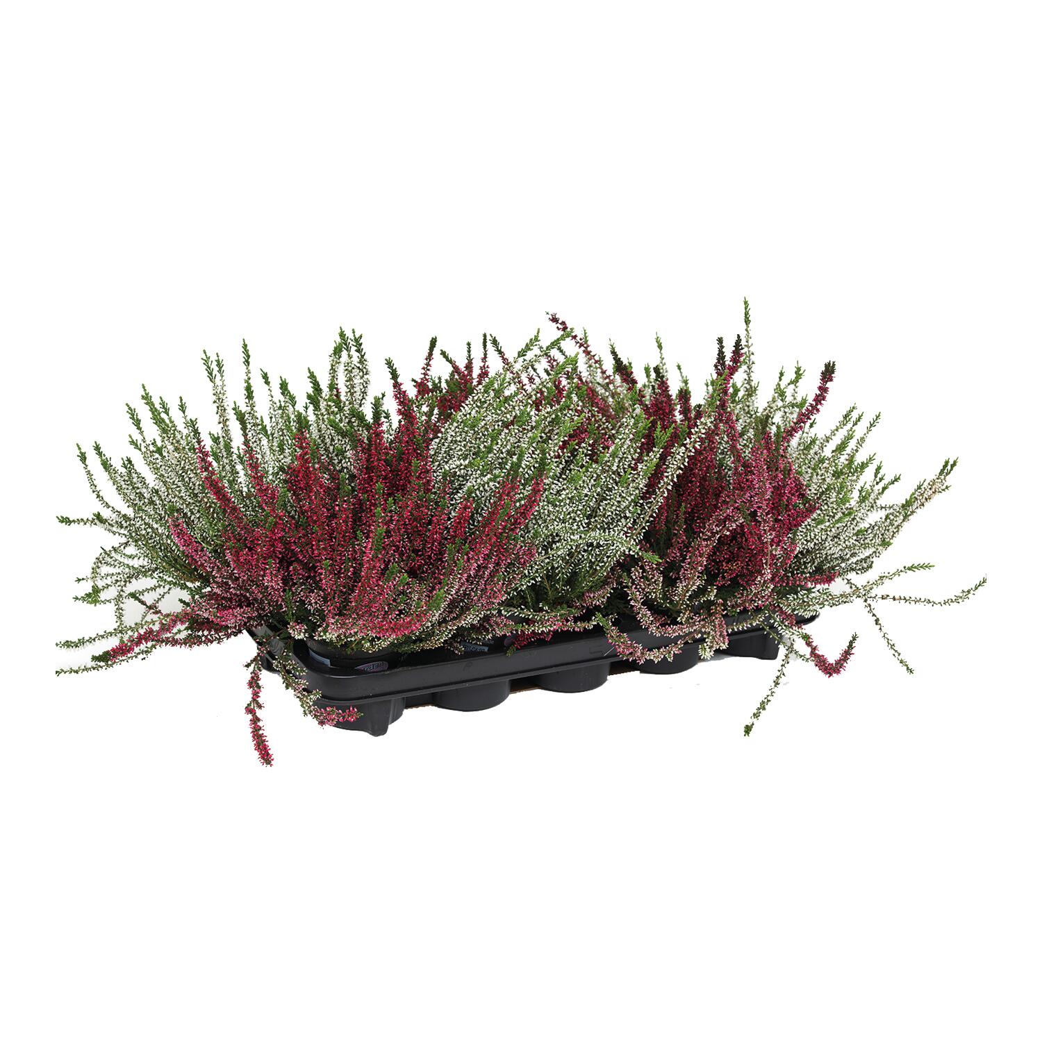 Pianta fiorita esposizione semi-ombra/sole Ø vaso 11 cm | Leroy Merlin