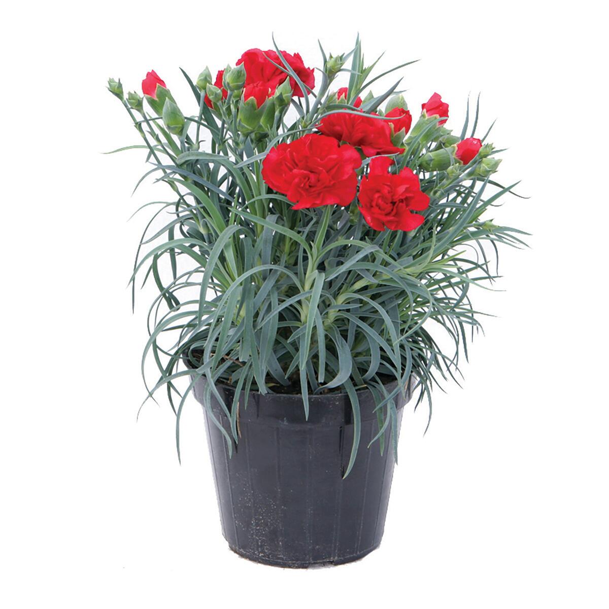 Garofano Rosso Pz.3 Ø 14 cm | Leroy Merlin