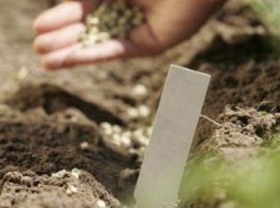 Tout savoir sur le potager | Leroy Merlin