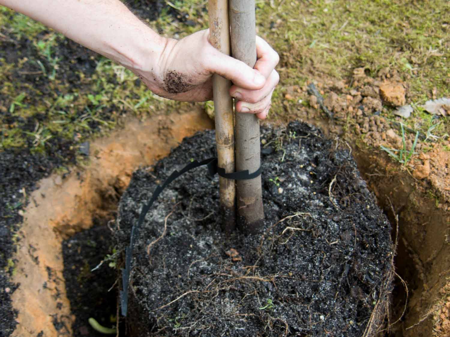 Comment planter un arbre ? | Leroy Merlin