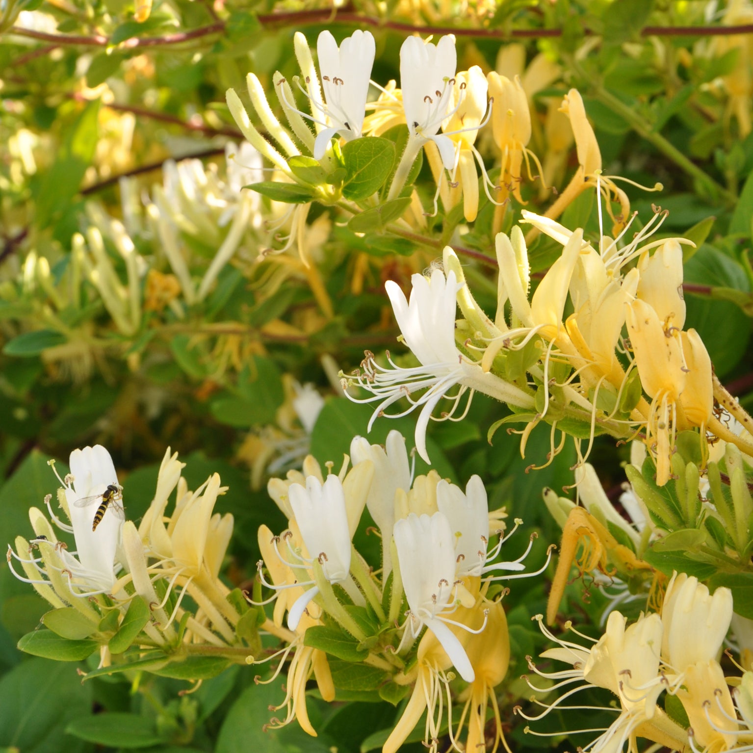 Lonicera hall's prolific, 3 l, H.95 cm | Leroy Merlin