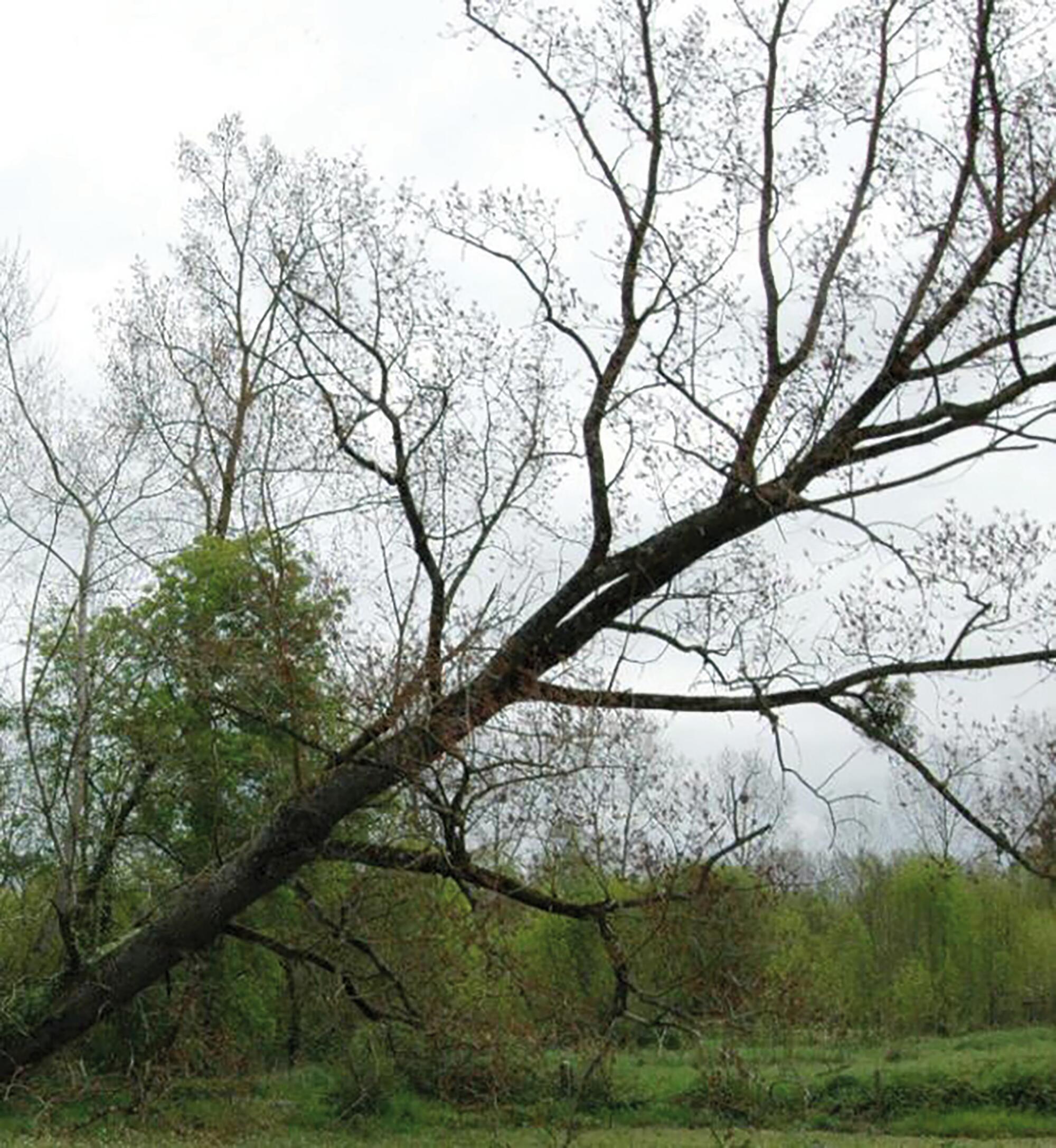 Treuil manuel à levier FARTOOLS, 1000 kg | Leroy Merlin