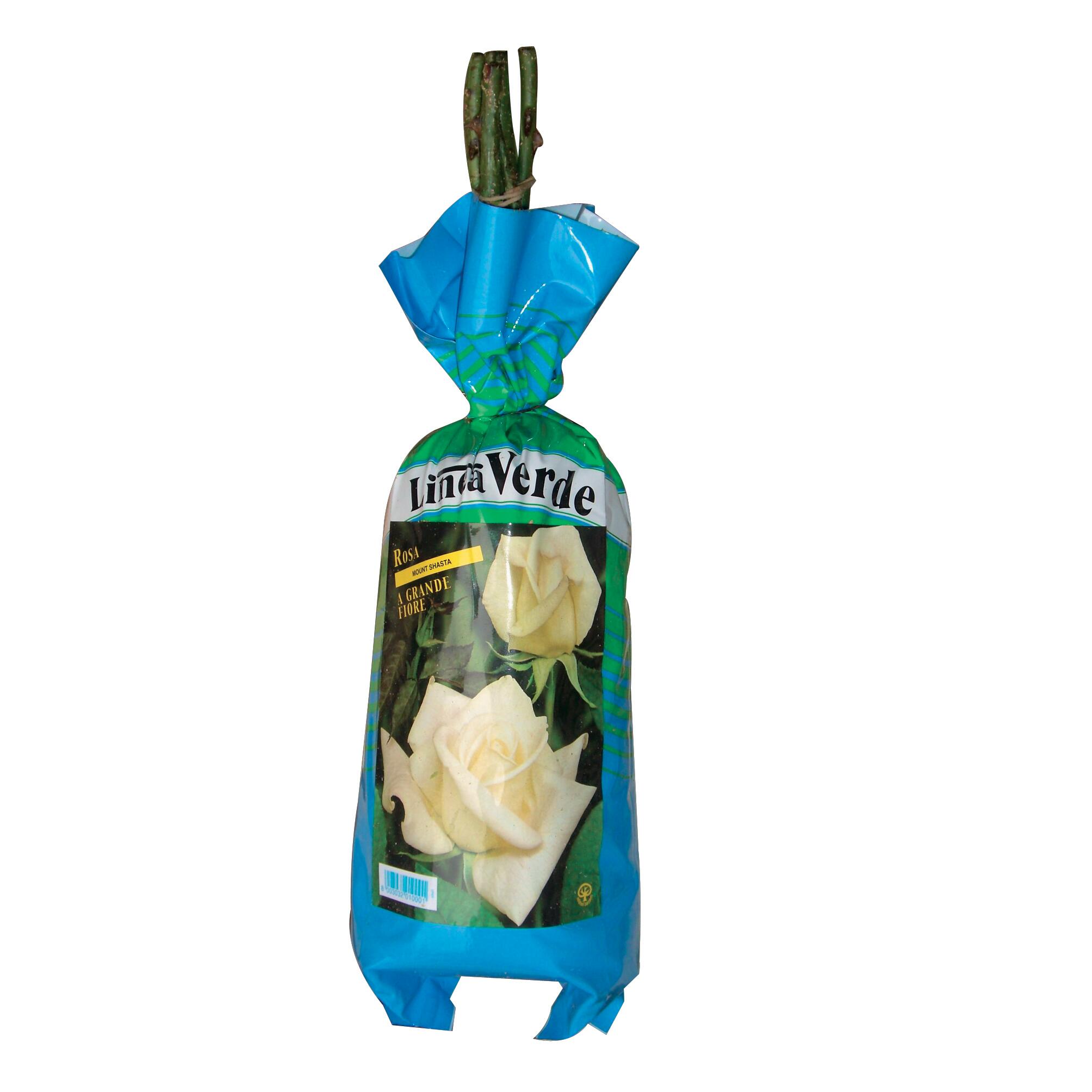 VITIS radice nuda | Leroy Merlin