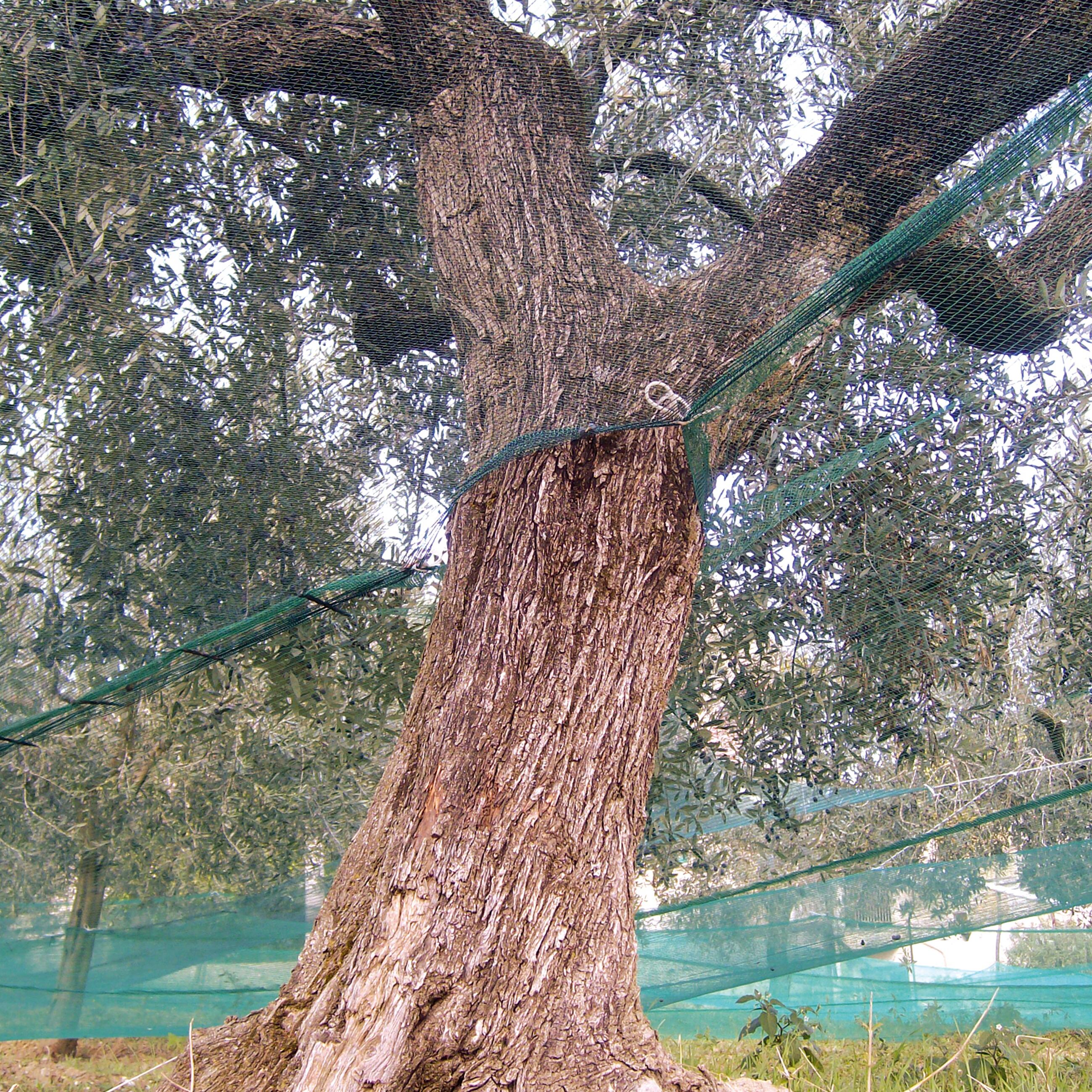 Rete per olive 4F GROUP MQF L 4 x H 1.25 m | Leroy Merlin