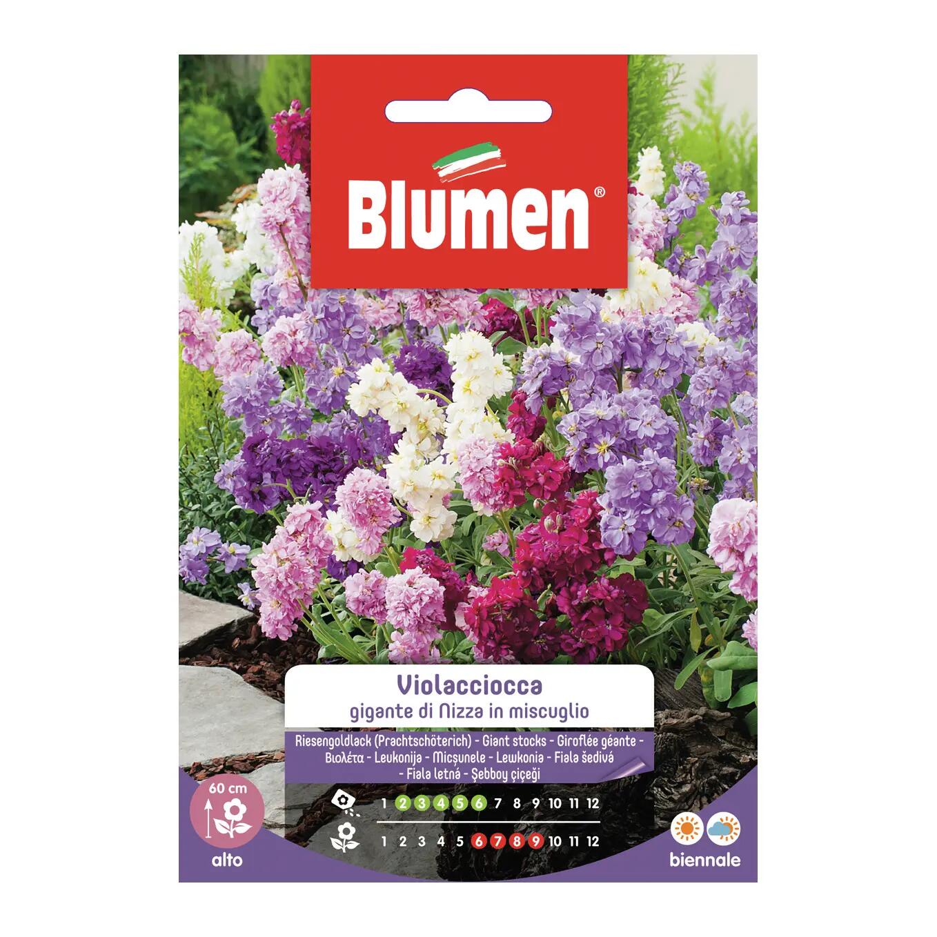 Seme fiore Violacciocca 200 g | Leroy Merlin