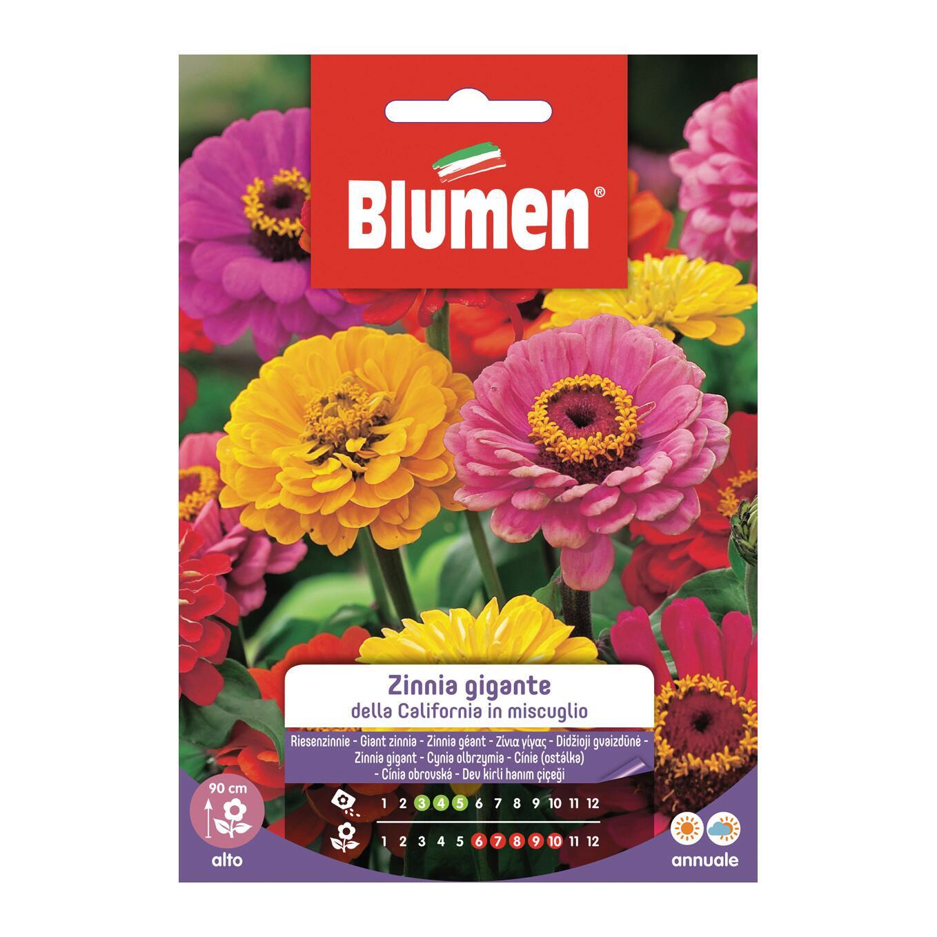 Seme fiore Zinnia gigante California in miscuglio 1 g | Leroy Merlin