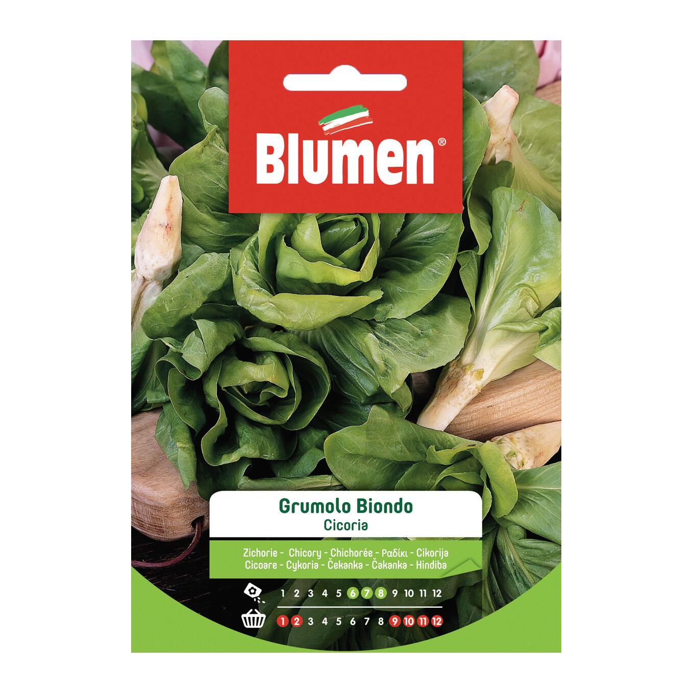 Semi di cicoria grumolo biondo BLUMEN | Leroy Merlin