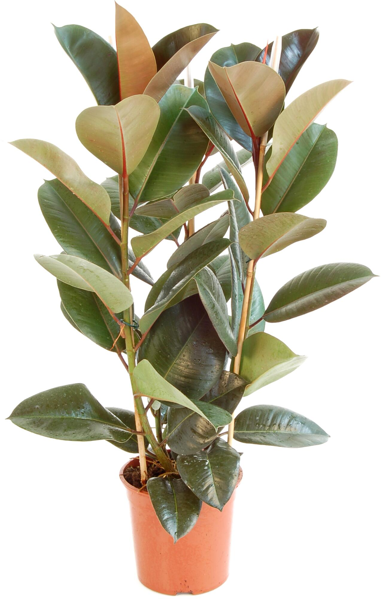 Planta verde Ficus en maceta de 20 cm | Leroy Merlin