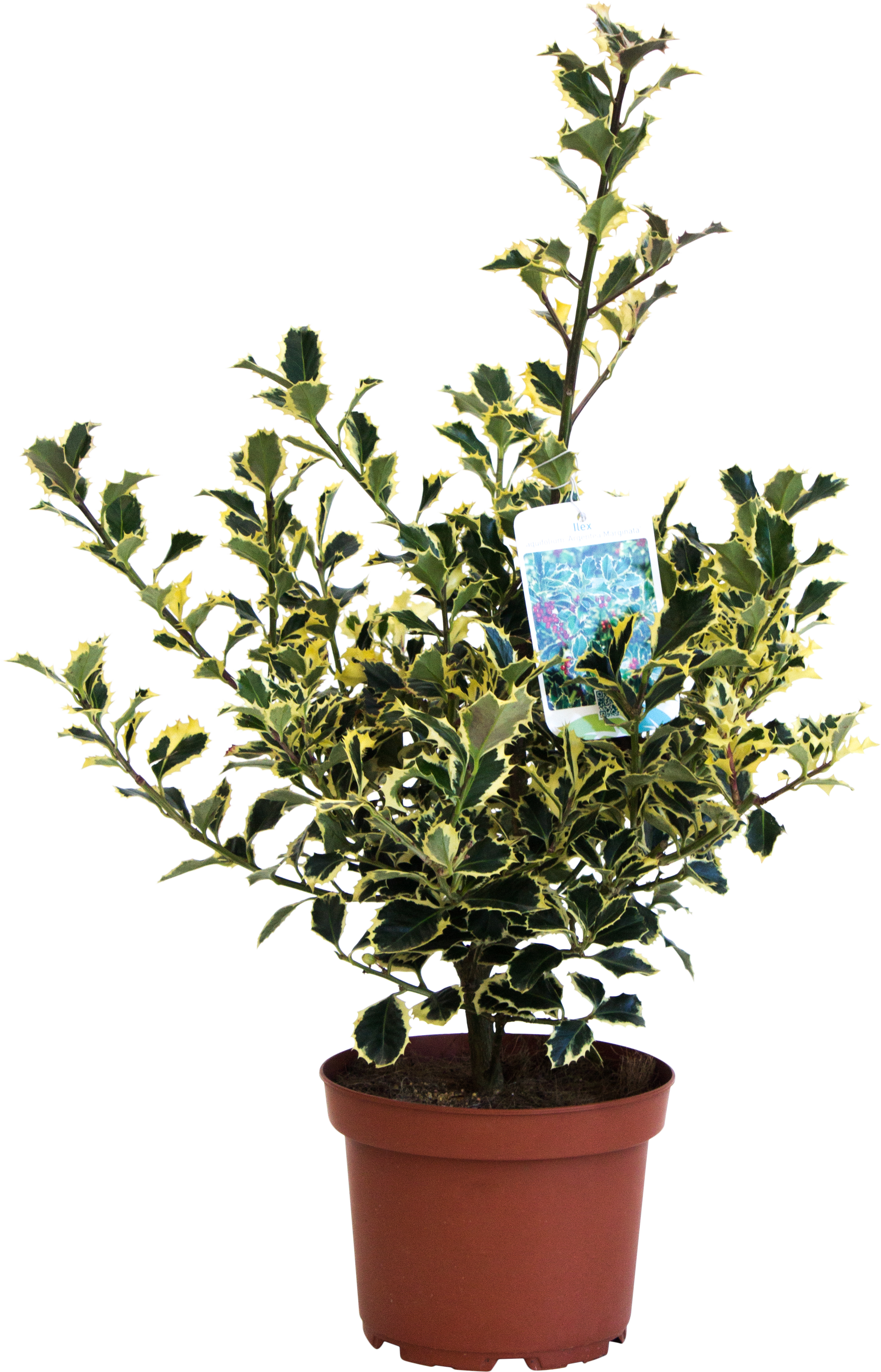Acebo (Ilex Aquifolium Aurea) en maceta D20 cm | Leroy Merlin