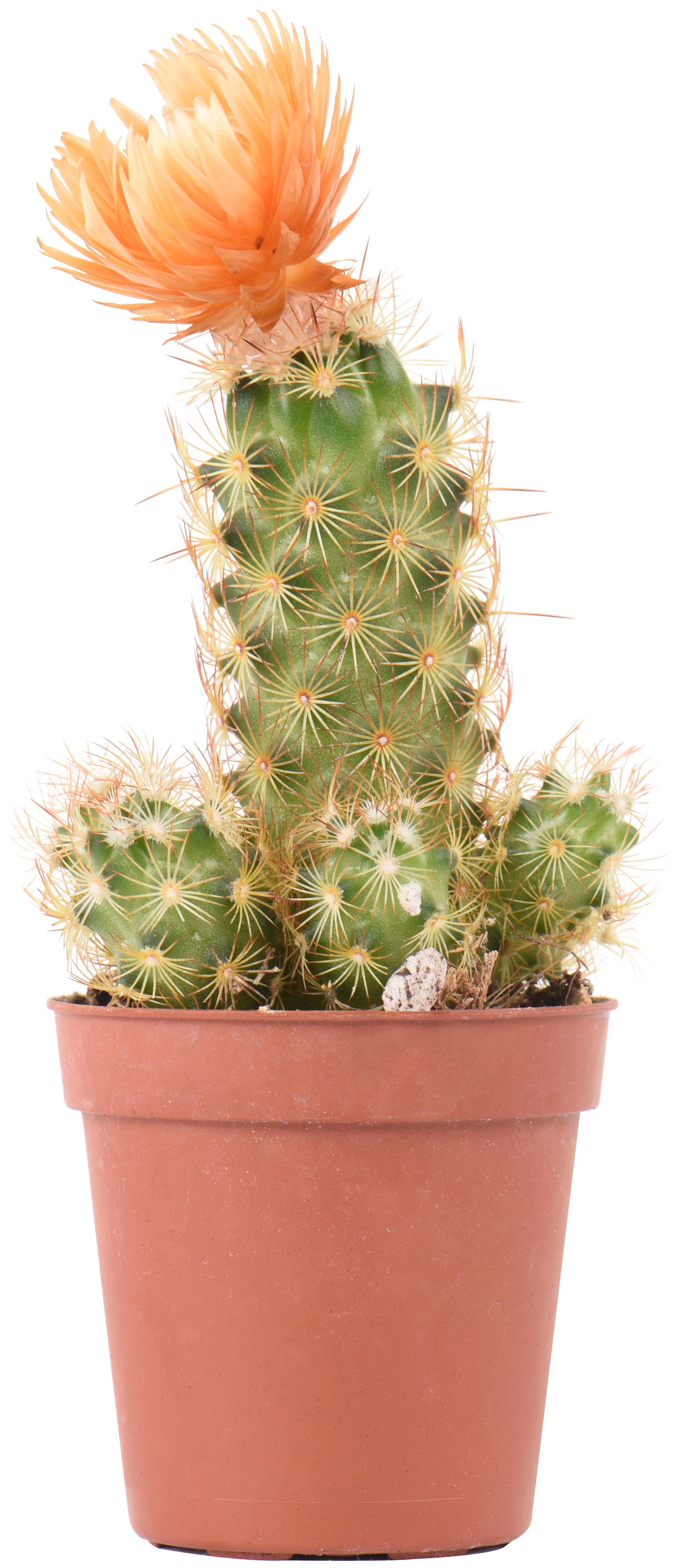 Cactus Cactus Spp. en maceta de 5.5 cm | Leroy Merlin