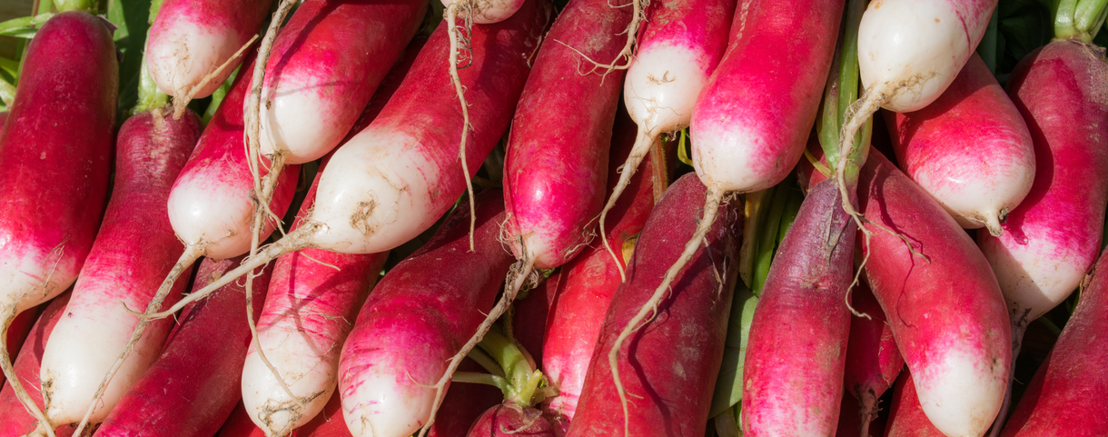 ¿Cómo cuidar y cultivar rábano? | Leroy Merlin
