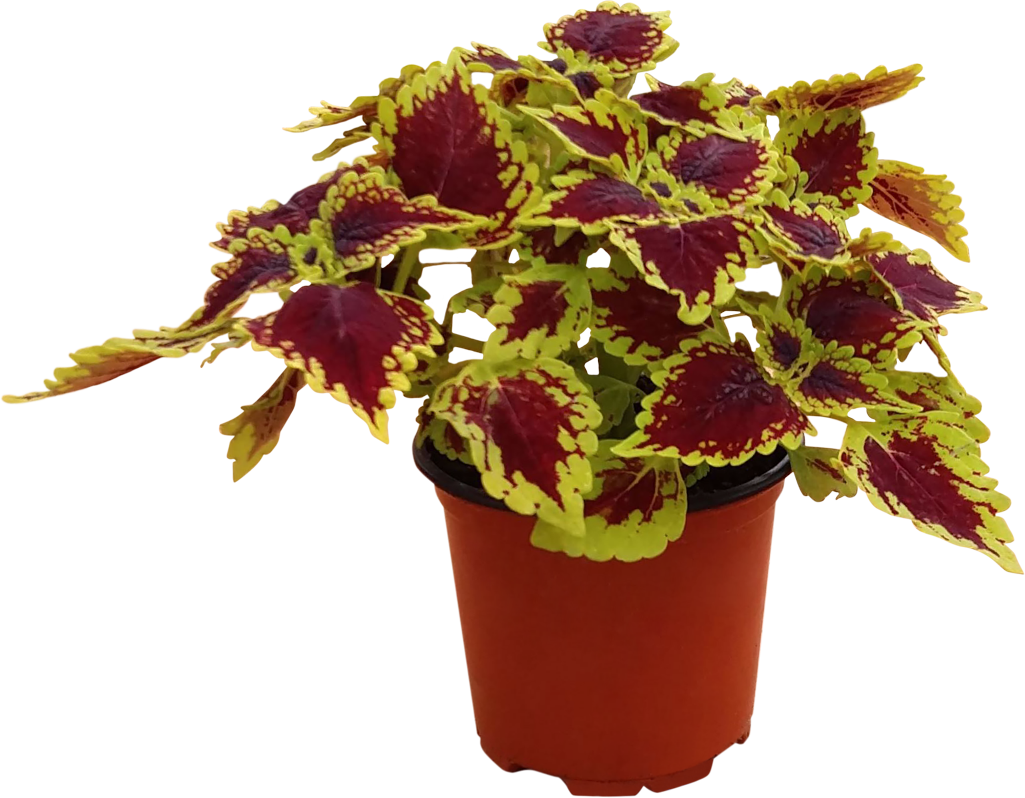 Planta verde Coleus en maceta de 12 cm | Leroy Merlin