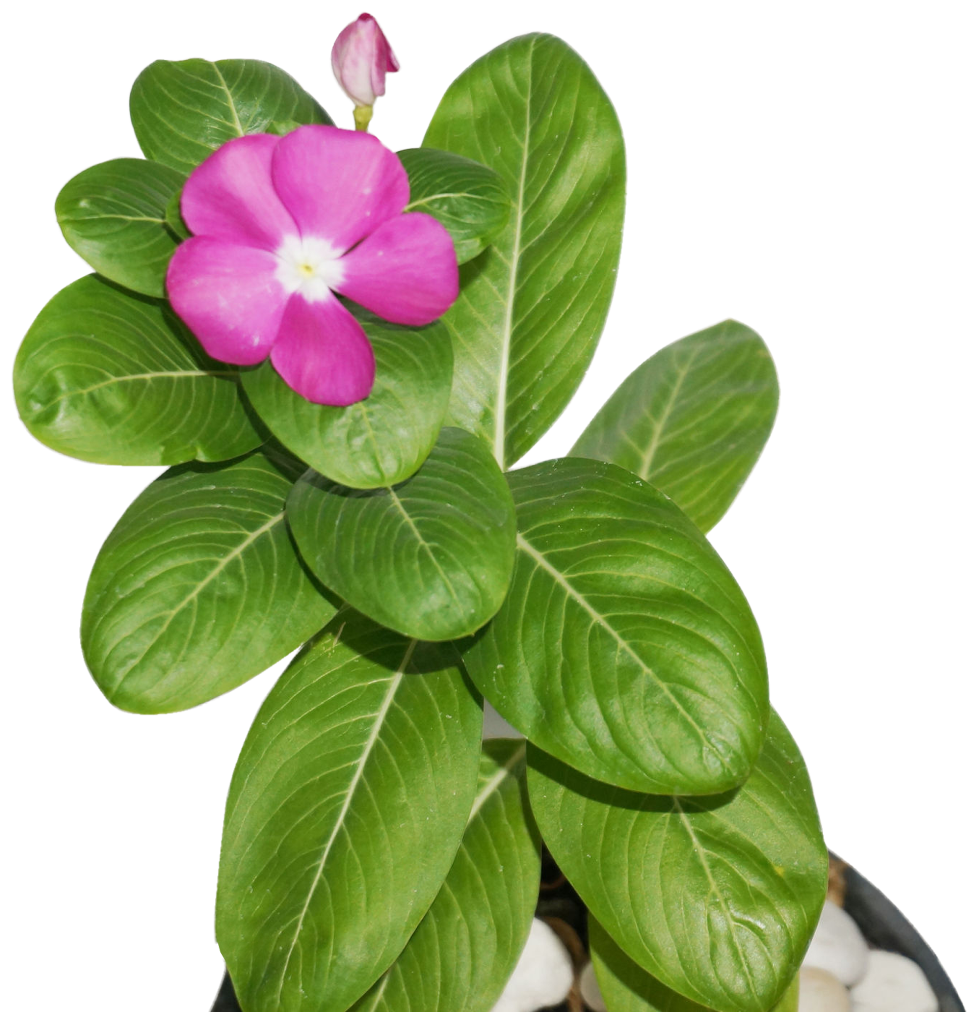 Vinca alta en maceta de 10,5 cm | Leroy Merlin