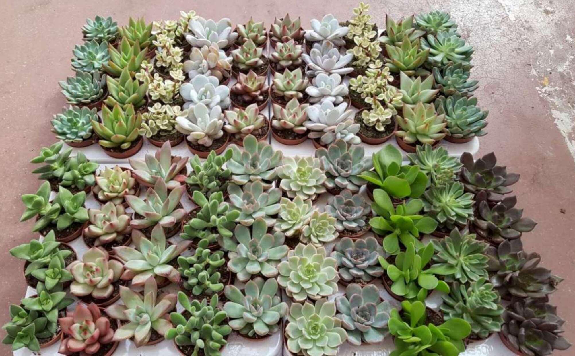 Planta suculenta Crasas en maceta de 5 cm | Leroy Merlin