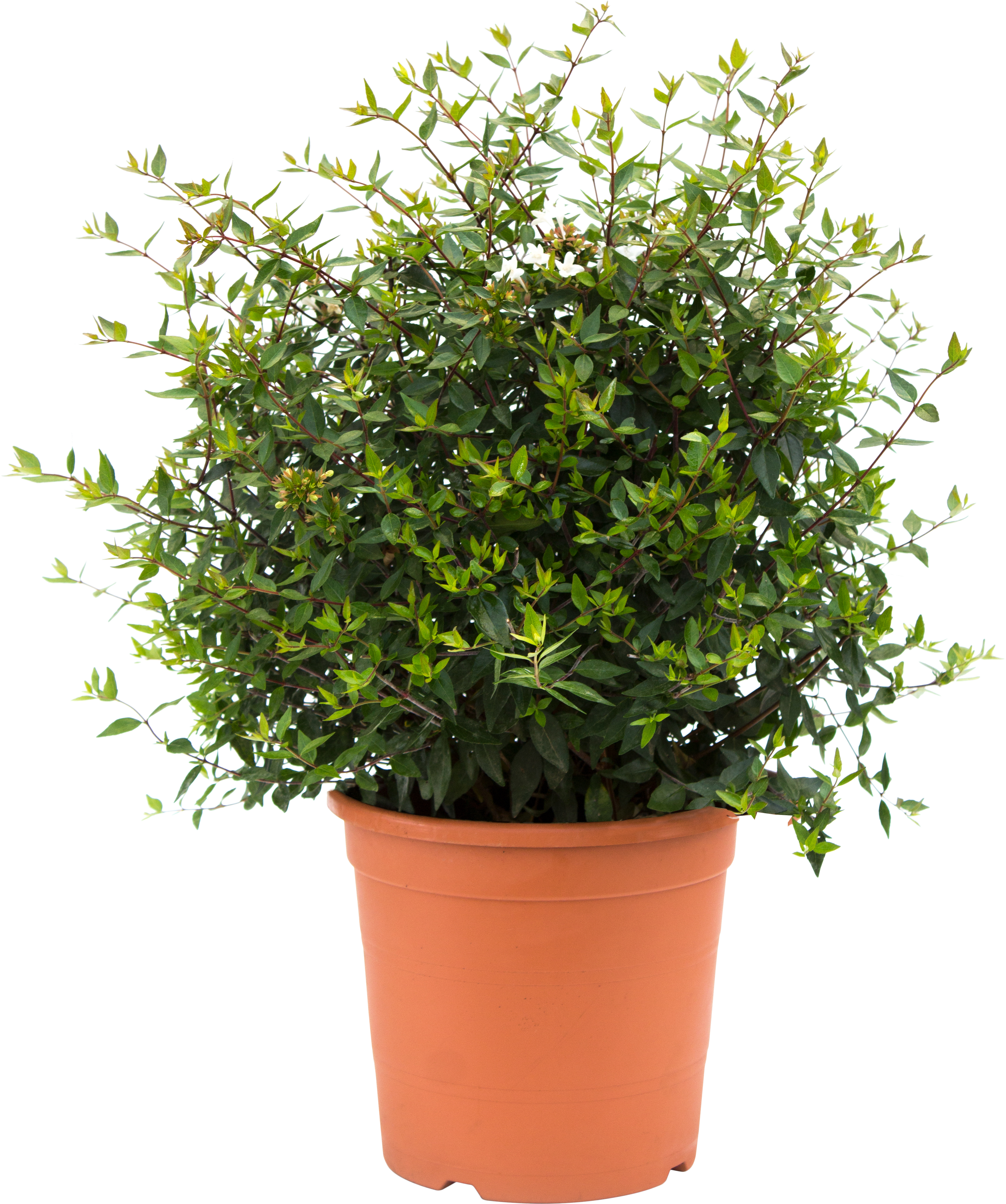 Abelia Grandiflora (Abelia Variegata) en maceta D25 cm | Leroy Merlin
